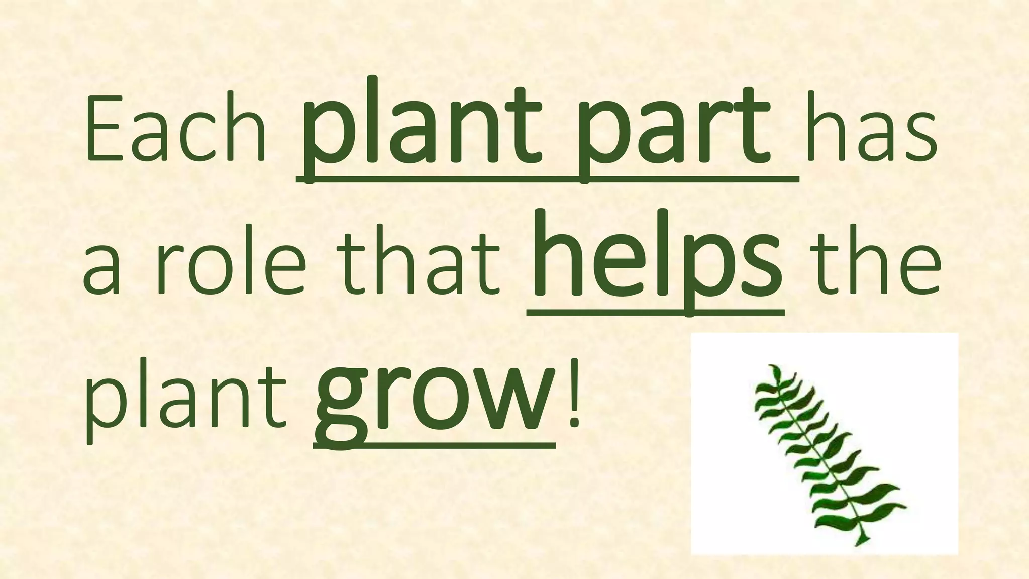 How do plant parts help plants | PPT