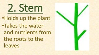 How do plant parts help plants | PPT