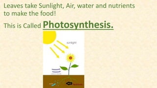 How do plant parts help plants | PPT