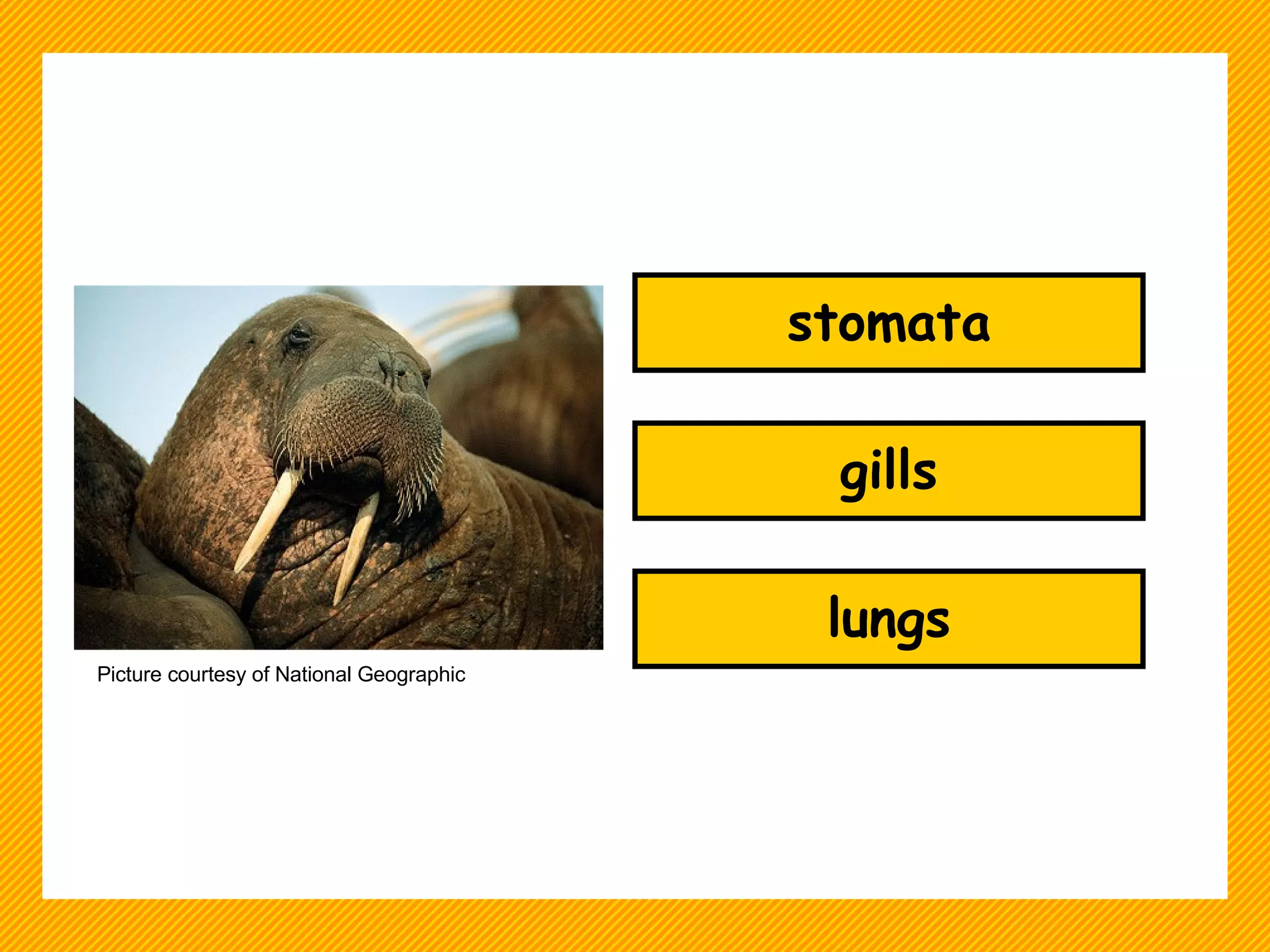 How do plants and animals breathe | PPT