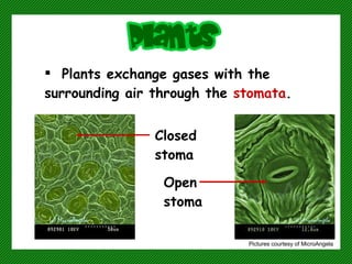 How do plants and animals breathe | PPT