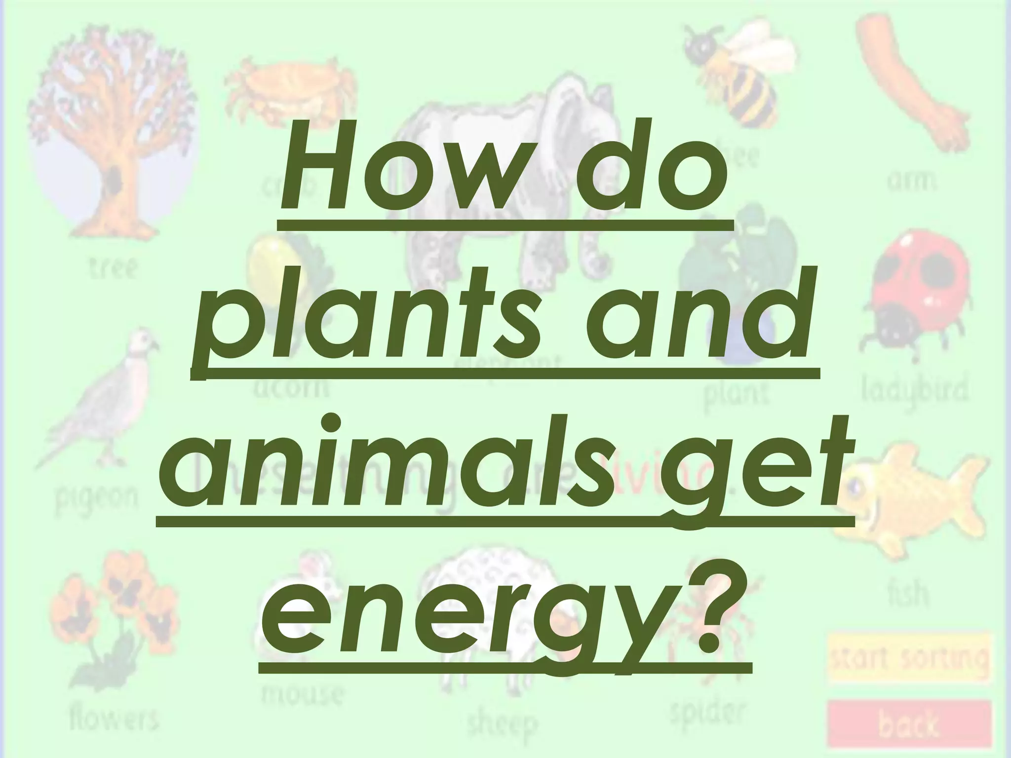 How do plants and animals get energy | PPTX | Food & Drink