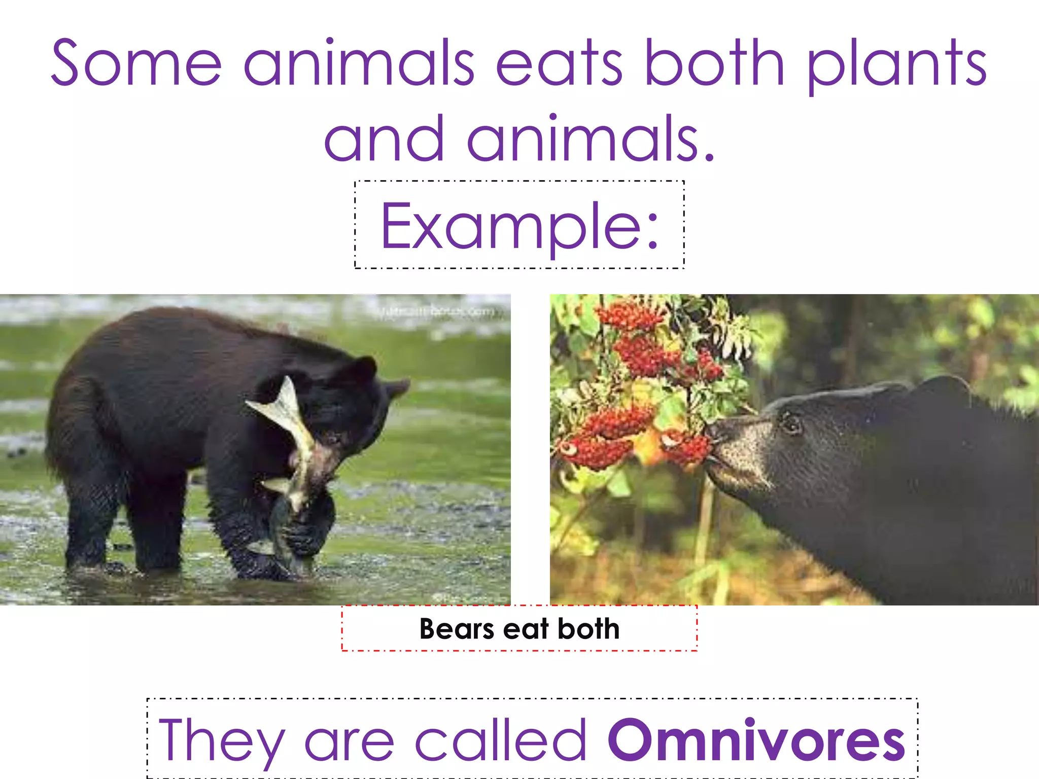 How do plants and animals get energy | PPTX