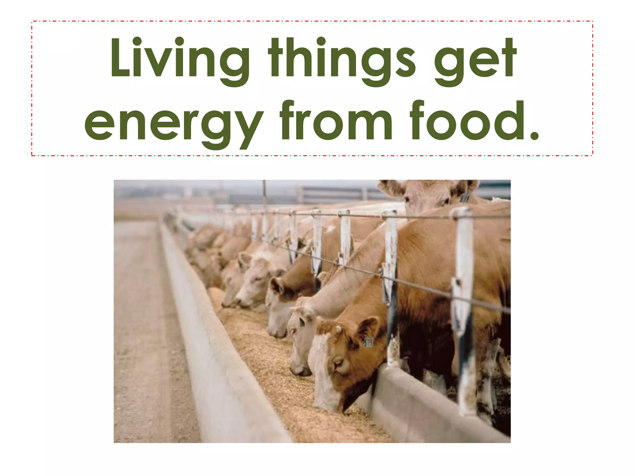 How do plants and animals get energy | PPTX