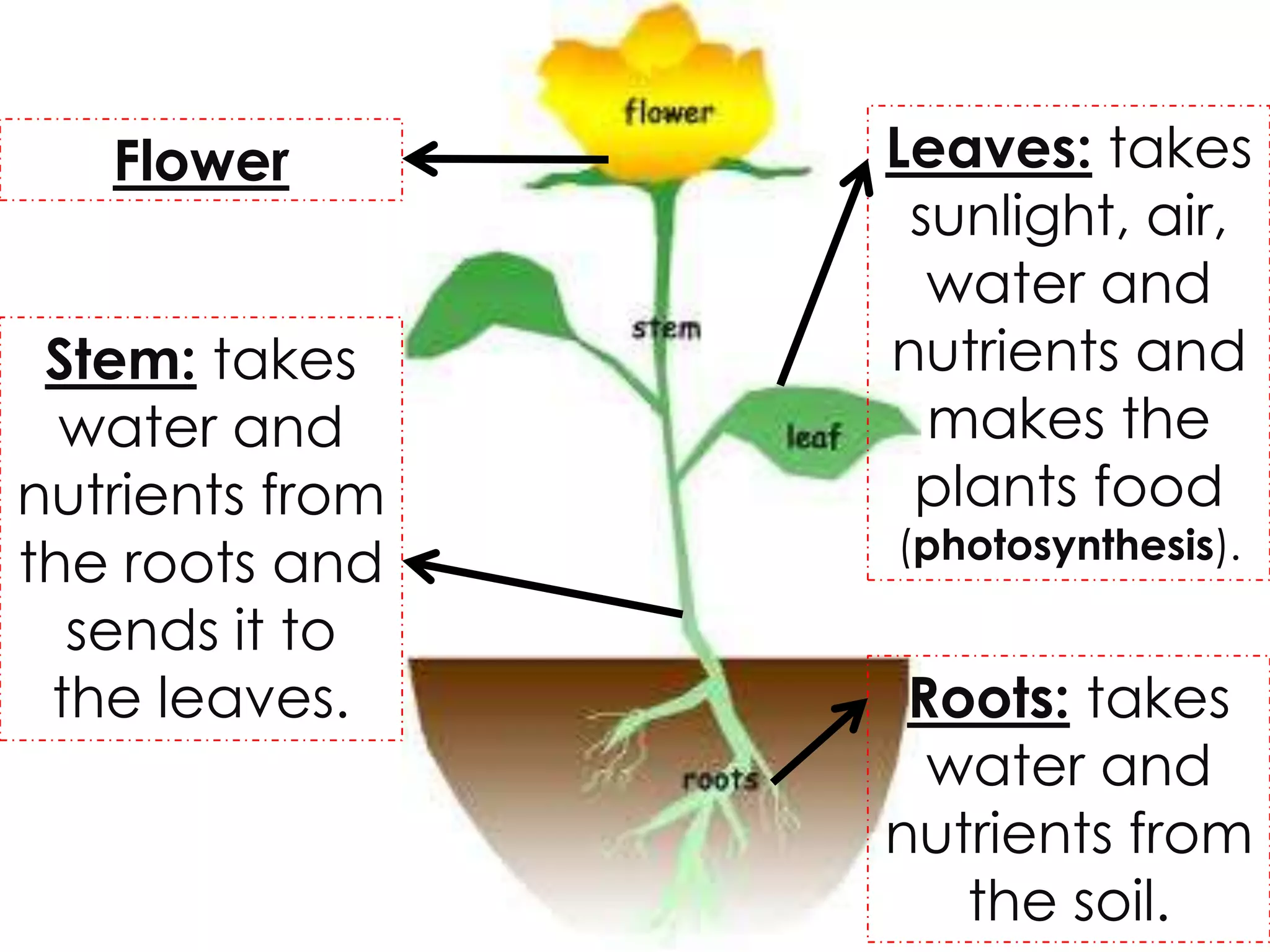 How do plants and animals get energy | PPTX