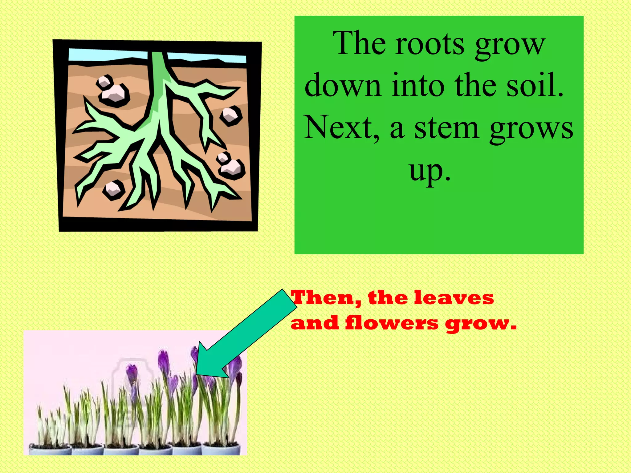 How do plants grow and change chap 2 | PPT