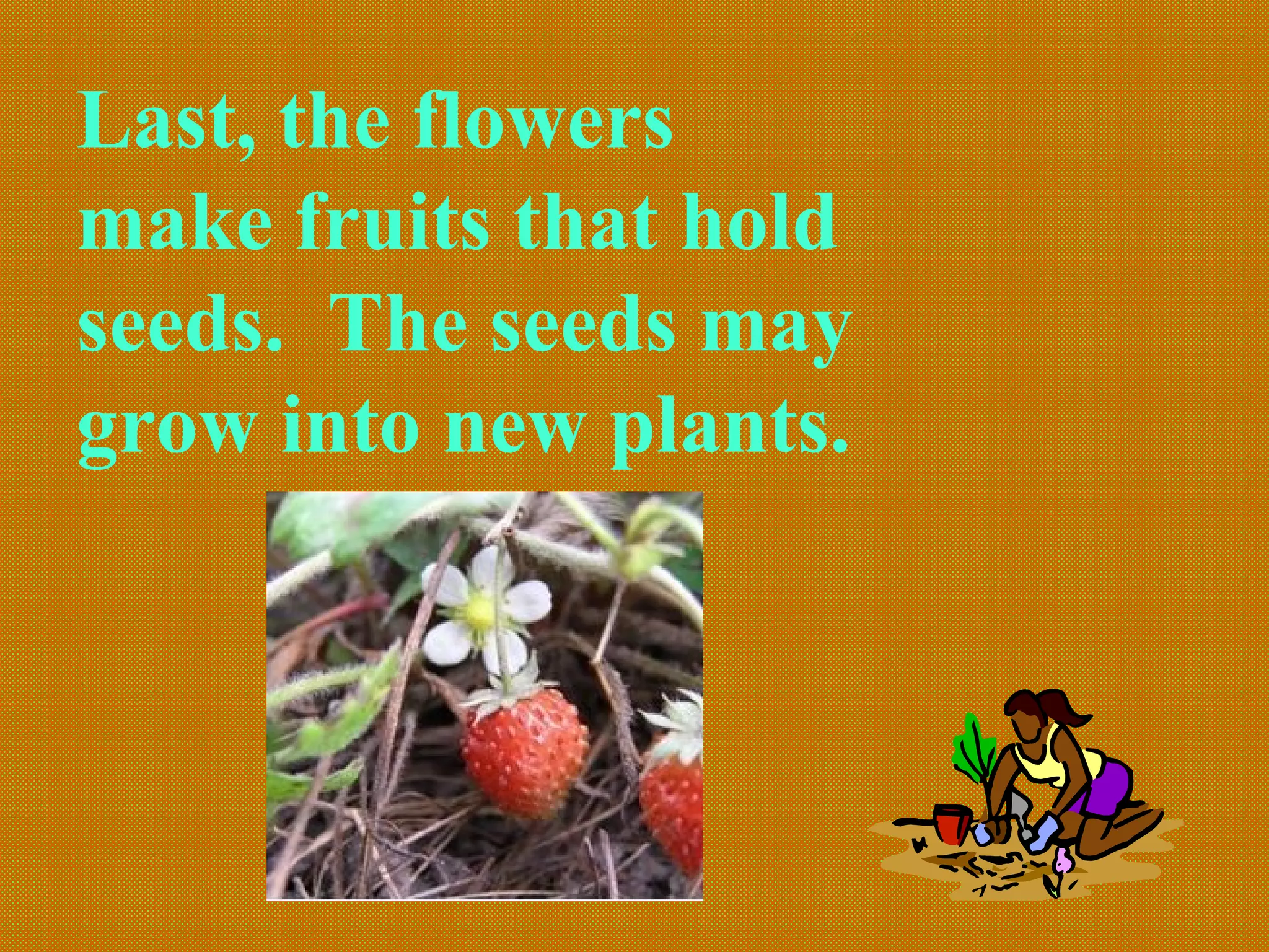 How do plants grow and change chap 2 | PPT | Gardening | Home & Garden