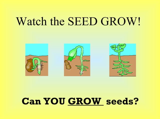 How do plants grow and change chap 2 | PPT | Gardening | Home & Garden