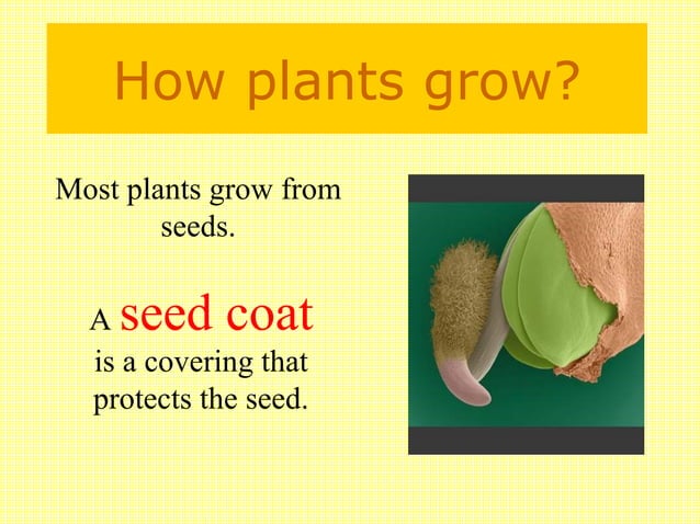 How do plants grow and change chap 2 | PPT | Gardening | Home & Garden