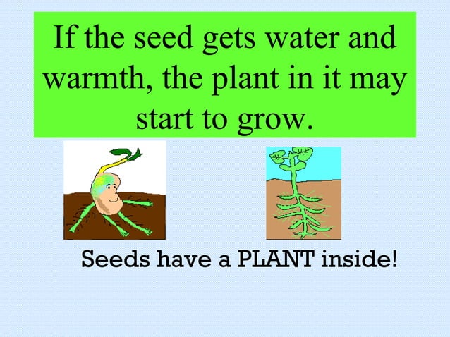 How do plants grow and change chap 2 | PPT | Gardening | Home & Garden