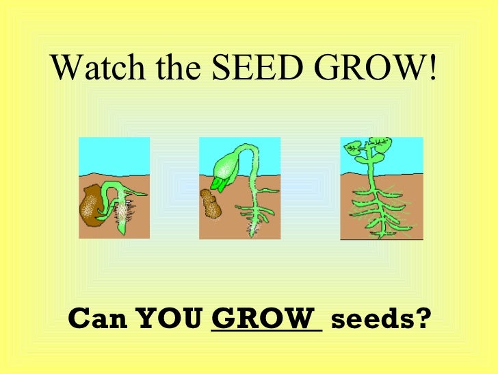 How Do Seeds Grow Flowers
