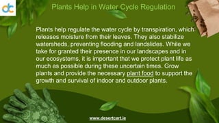 How Do Plants Help to Keep the Environment Clean.pptx