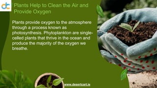 How Do Plants Help to Keep the Environment Clean.pptx