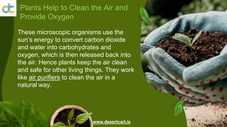 How Do Plants Help to Keep the Environment Clean.pptx | Gardening ...