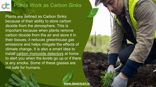 How Do Plants Help to Keep the Environment Clean.pptx | Gardening ...