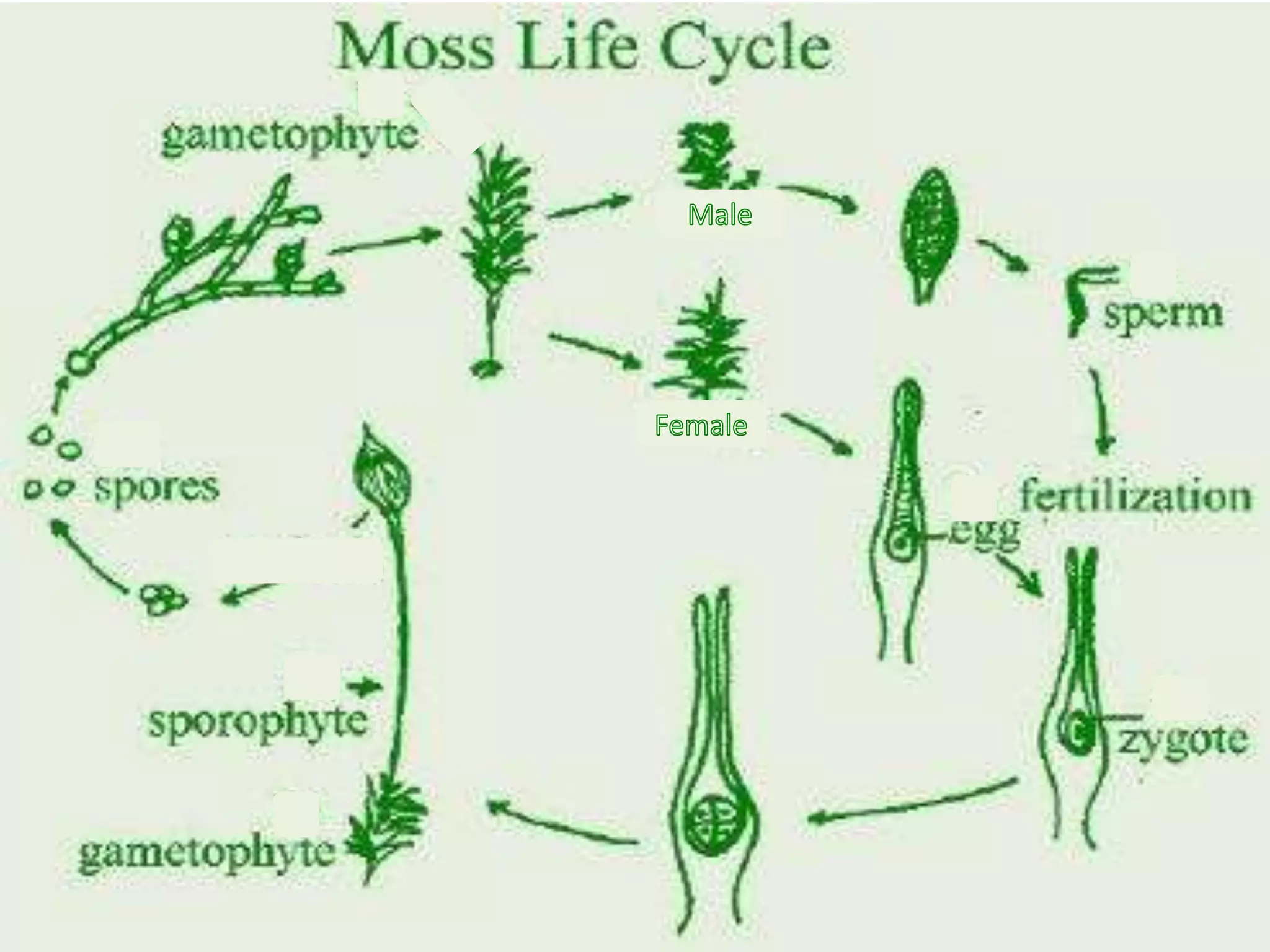 How do plants reproduce | PPT