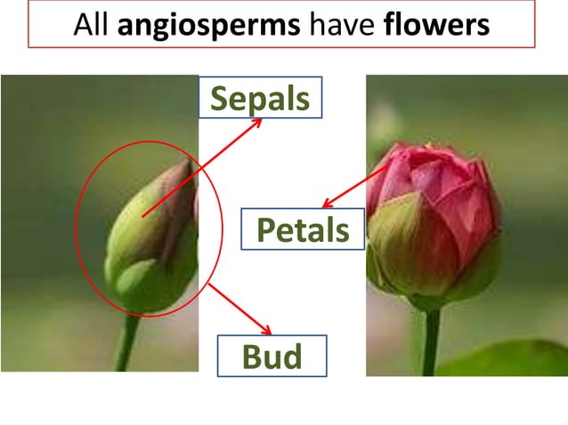 How Do Plants Reproduce how-do-plants-reproduce