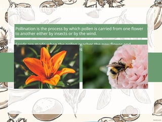 How Do Plants Spread Their Seeds.pptx.pptx