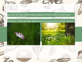 How Do Plants Spread Their Seeds.pptx.pptx