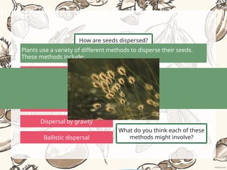 How Do Plants Spread Their Seeds.pptx.pptx