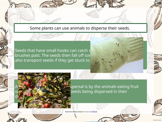 How Do Plants Spread Their Seeds.pptx.pptx