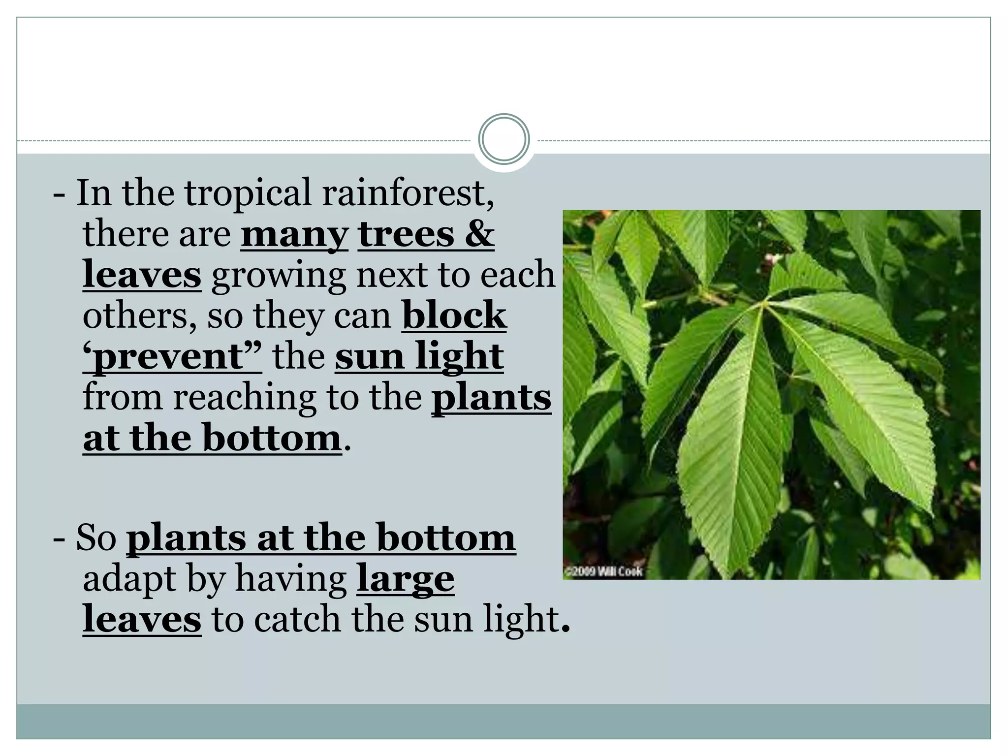 How do plants survive in the environment | PPTX
