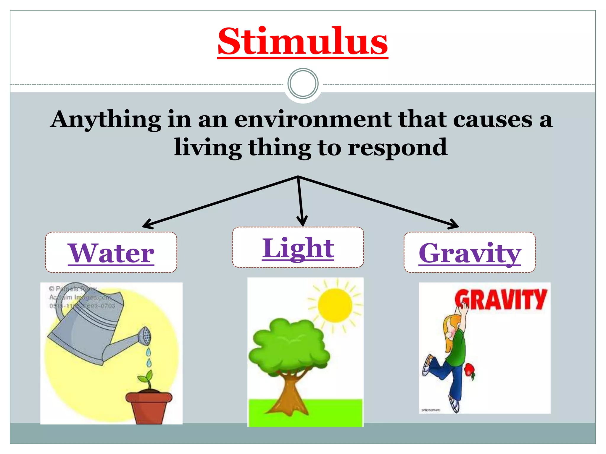 How do plants survive in the environment | PPTX