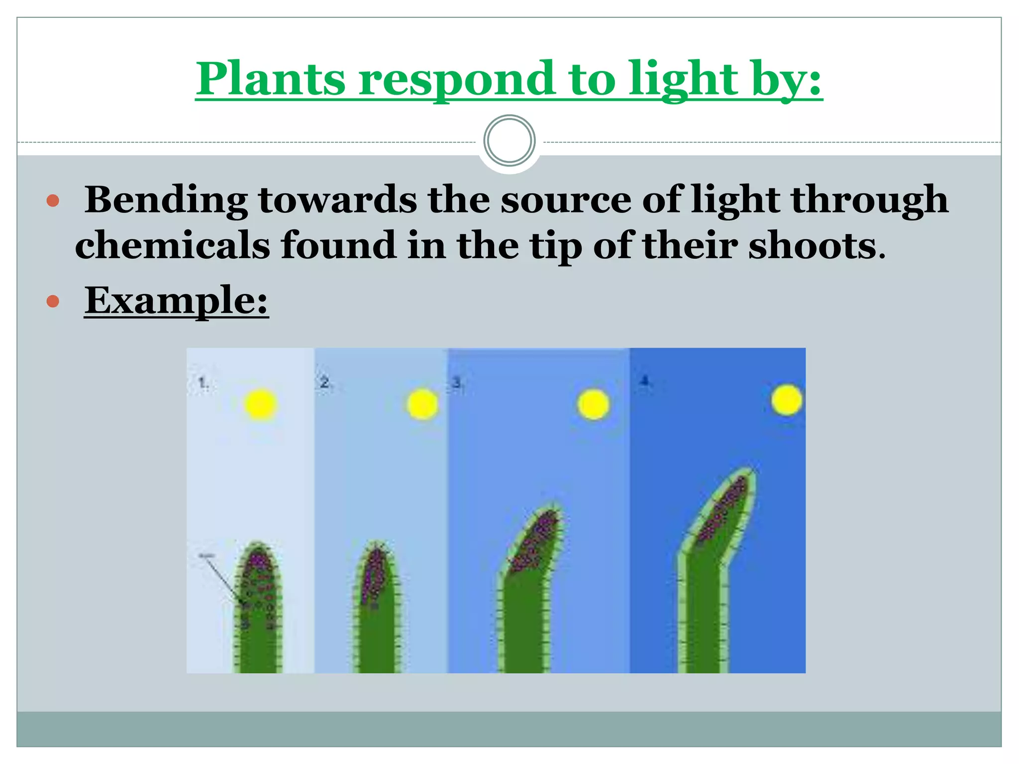 How do plants survive in the environment | PPTX