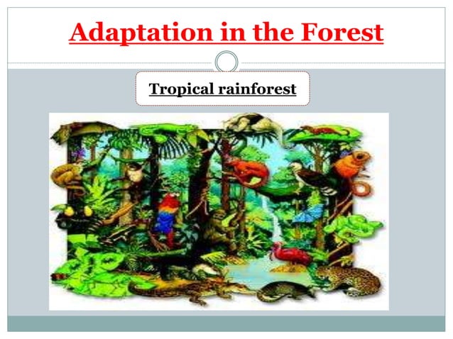 How do plants survive in the environment | PPT