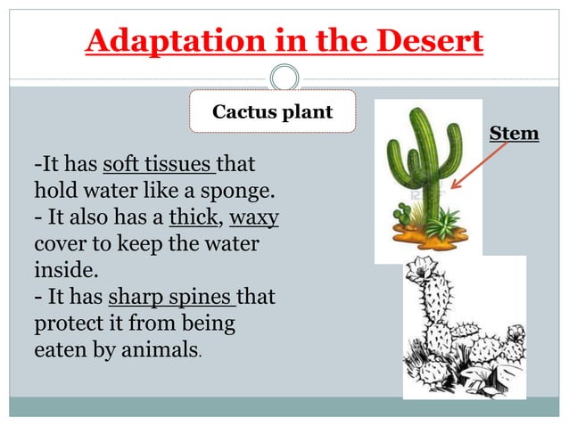 How do plants survive in the environment1 | PPTX | Gardening | Home ...