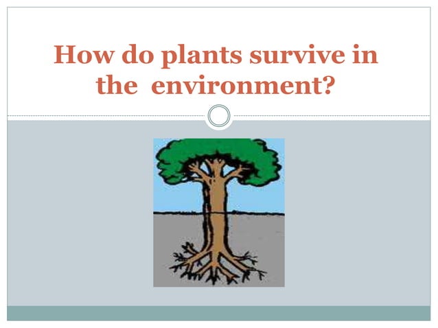 How do plants survive in the environment2 | PPT