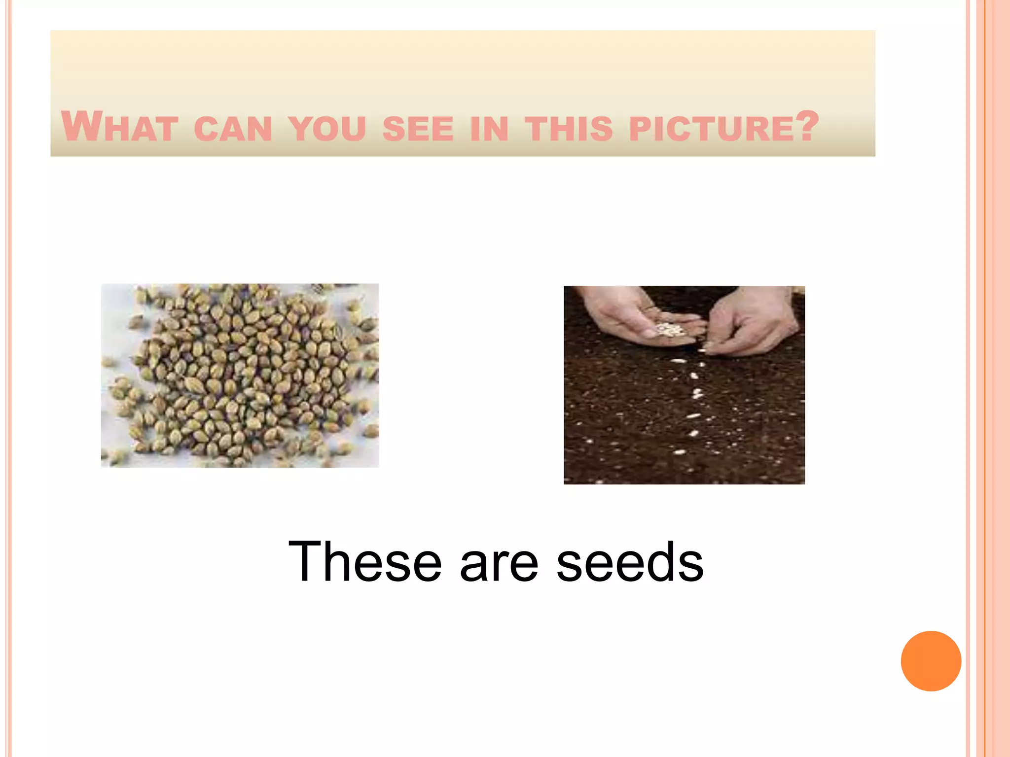 How do seed plants grow & reproduce | PPTX