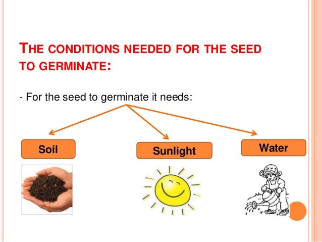 How do seed plants grow & reproduce