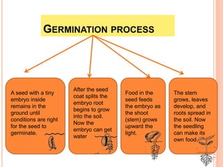How do seed plants grow and reproduce | PPT