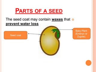 How do seed plants grow and reproduce | PPTX