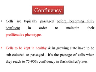 How do we culture cells in the laboratory | PPT