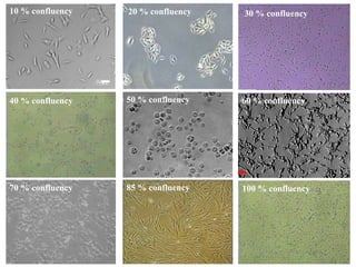 How do we culture cells in the laboratory | PPT