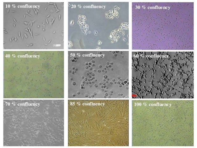 How do we culture cells in the laboratory