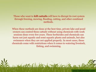 Checkout How Do You Kill Cattails? | PPT