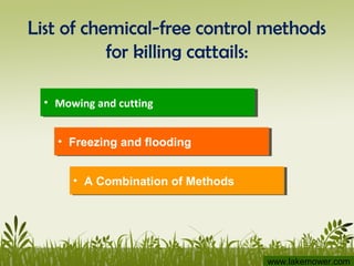 Checkout How Do You Kill Cattails? | PPT