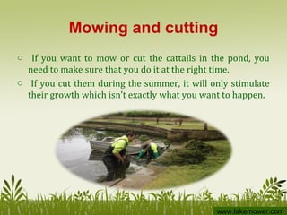 Checkout How Do You Kill Cattails? | PPT