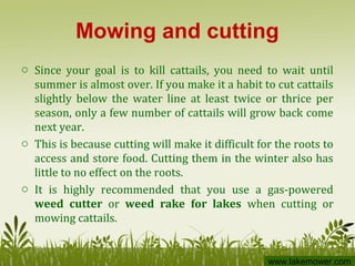 Checkout How Do You Kill Cattails? | PPT