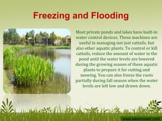 Checkout How Do You Kill Cattails? | PPT