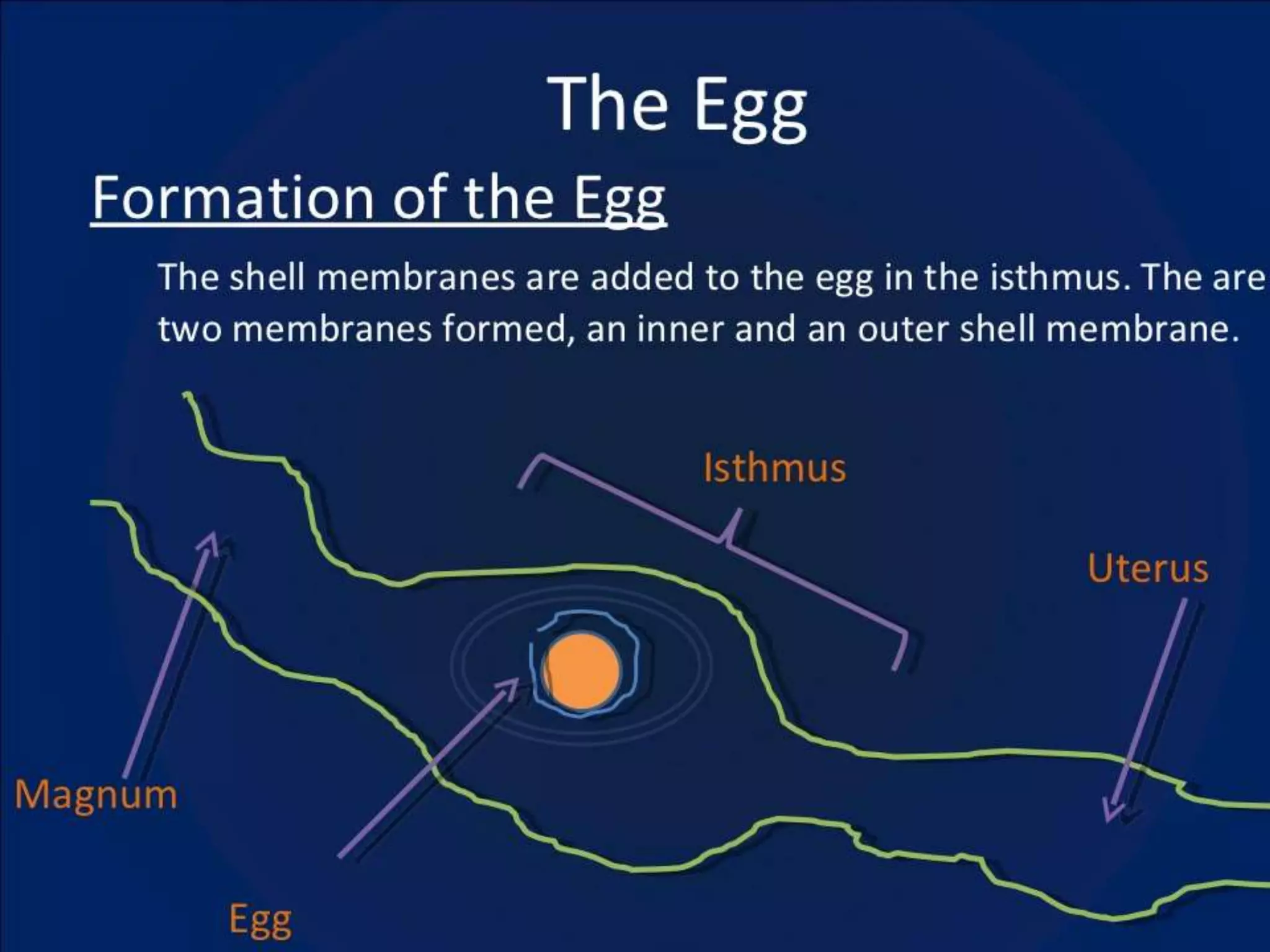 How egg is formed Health benefits of pecan nut By Mr Allah Dad Khan | PPT