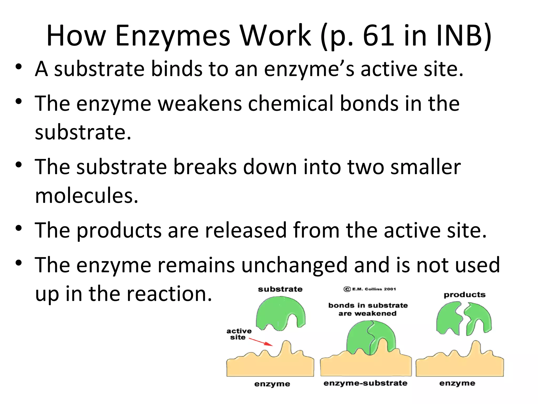 How enzymes work | PPT