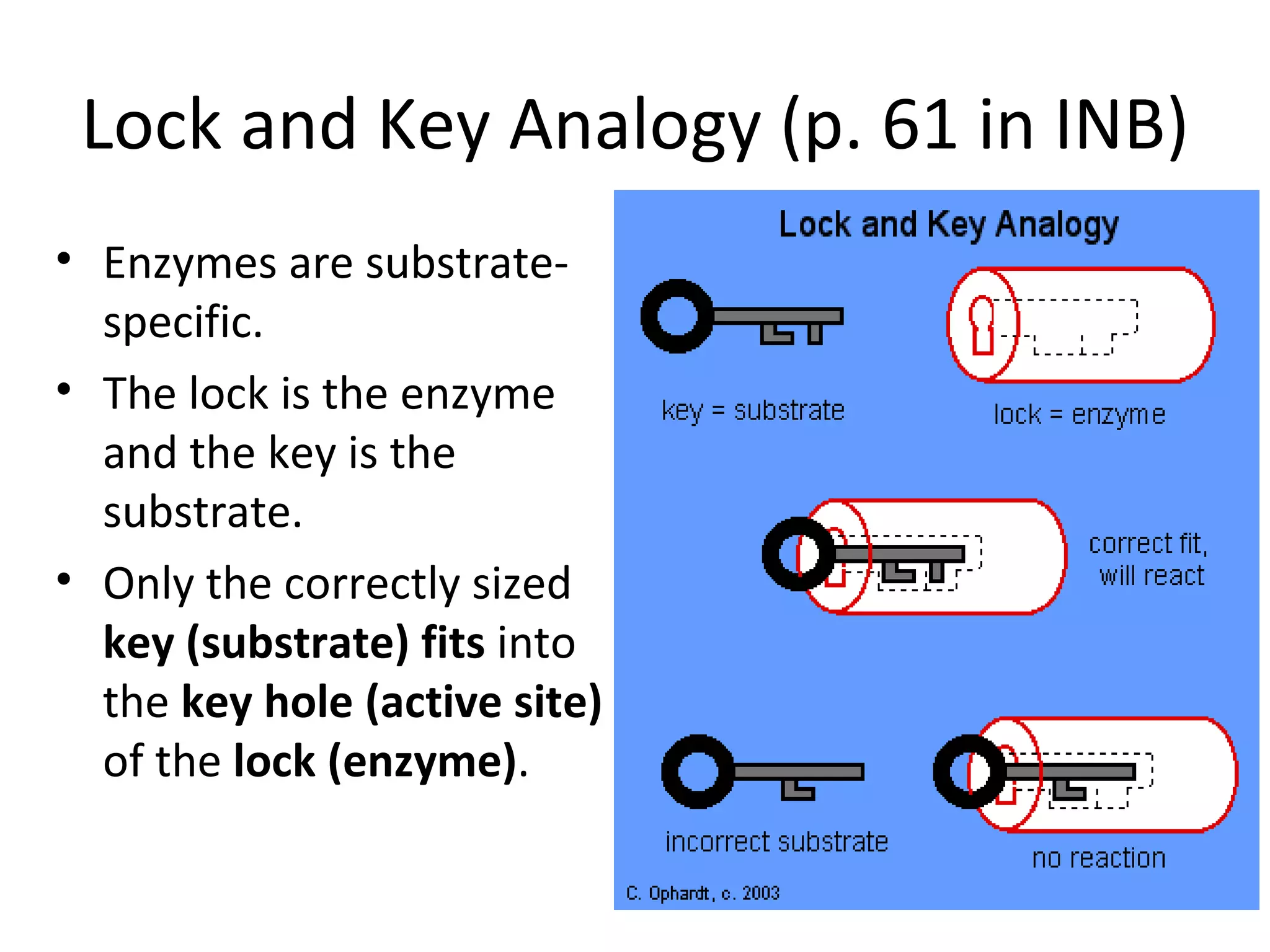 How enzymes work | PPT