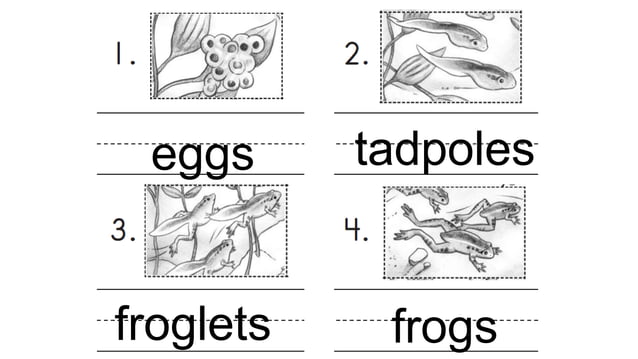 How Frogs Grow | PPTX
