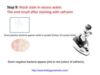 How Gram stain works? | PPT