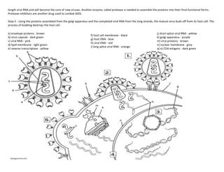 How hiv infects cells | PPT