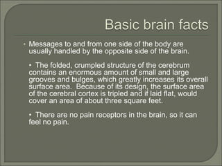 how human brain works presentation for the students which is more ...